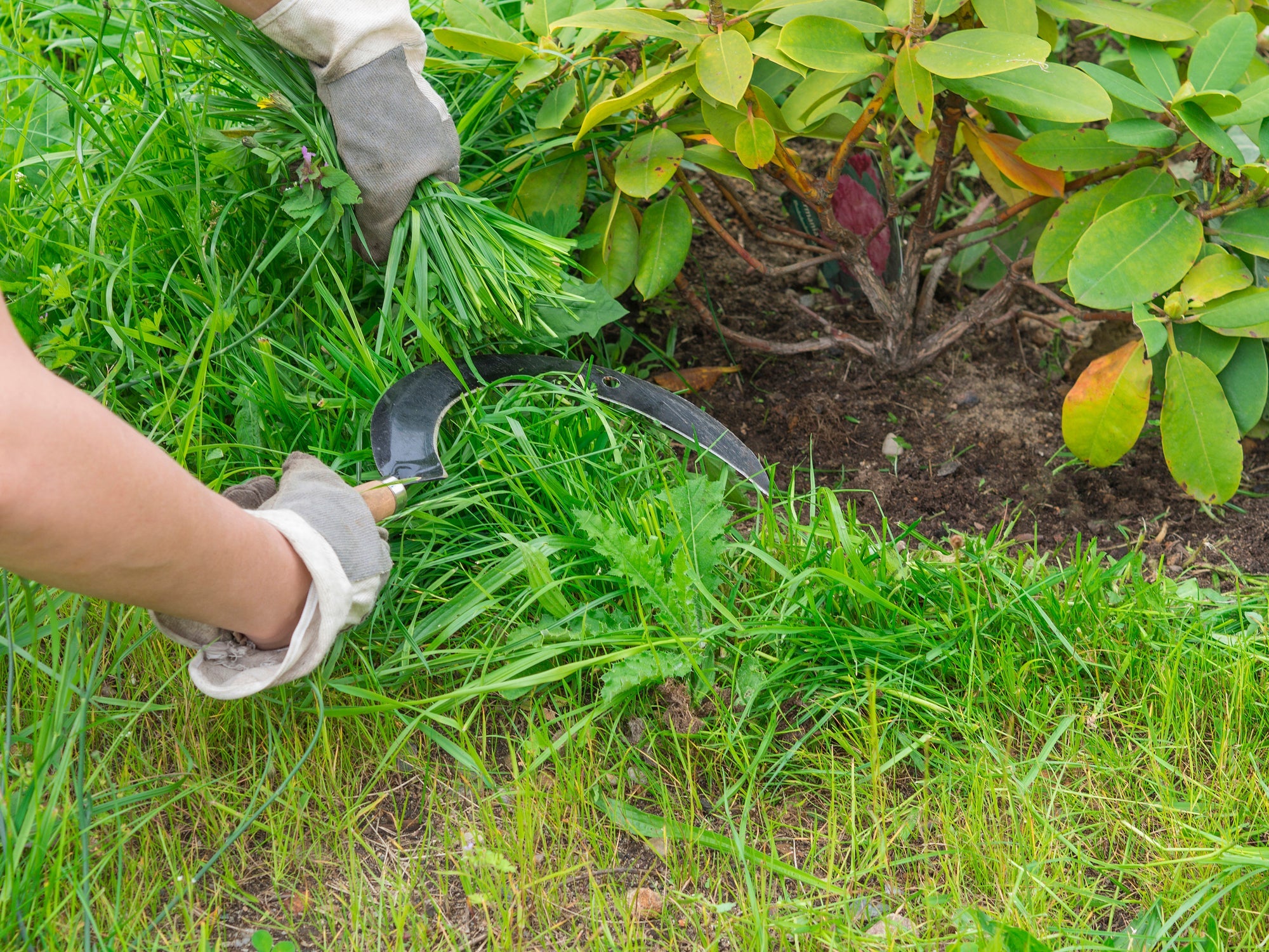 Everything You Need To Know About Weed Removal – Daitool