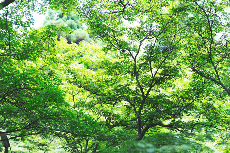 A Brief Guide To Japanese Trees – Daitool
