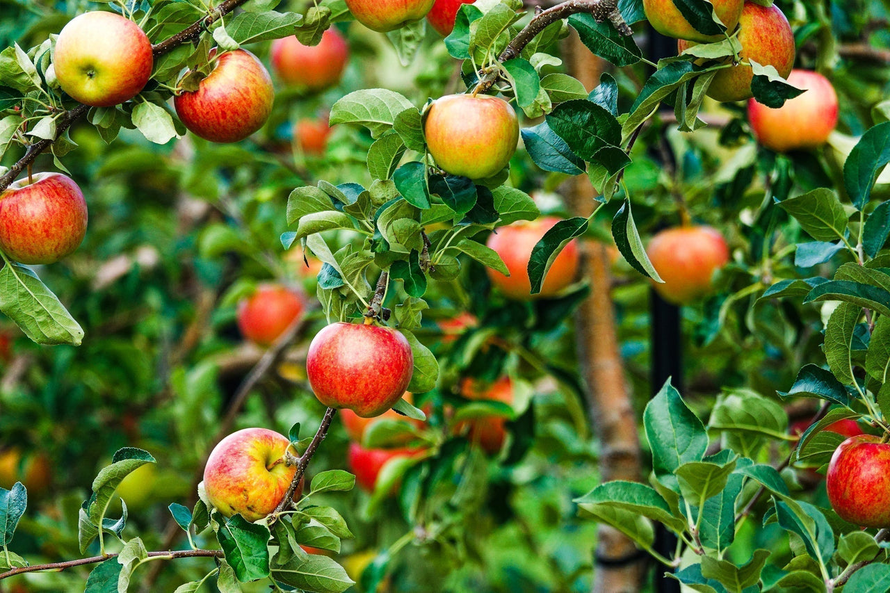Apple Harvesting 101: Guide to Harvesting and Storing Apples – Daitool